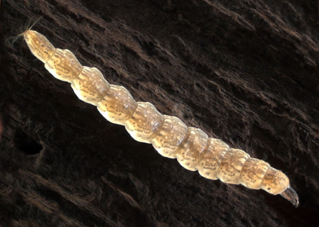 Soldier fly (Stratiomyidae) » Manaaki Whenua