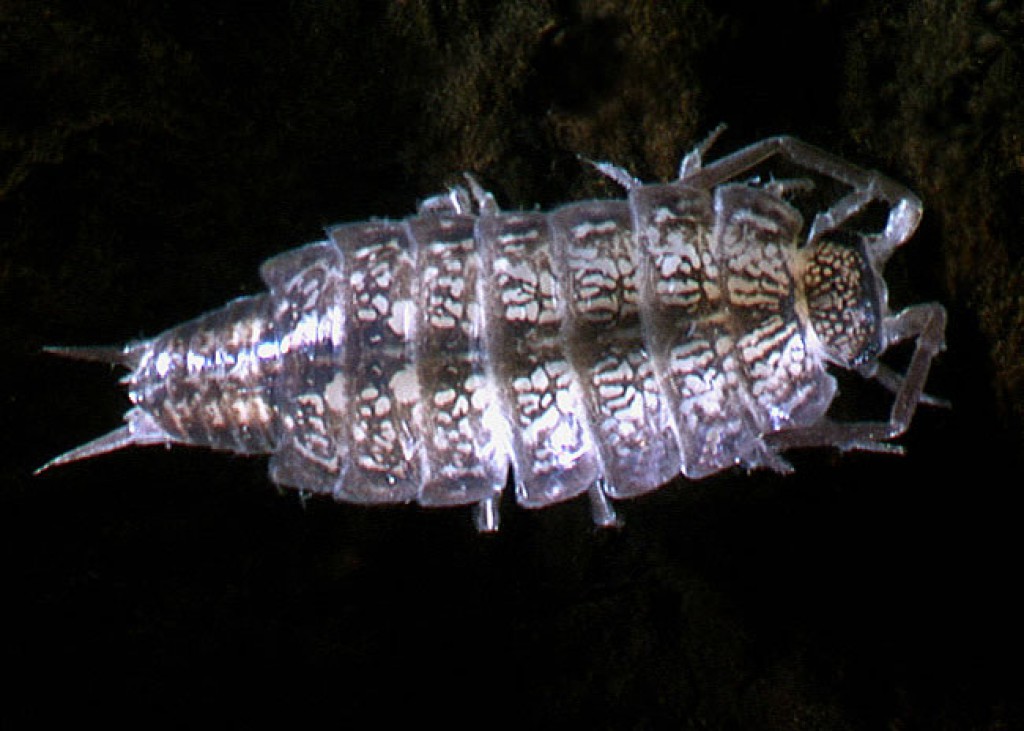 Aquatic Sowbug