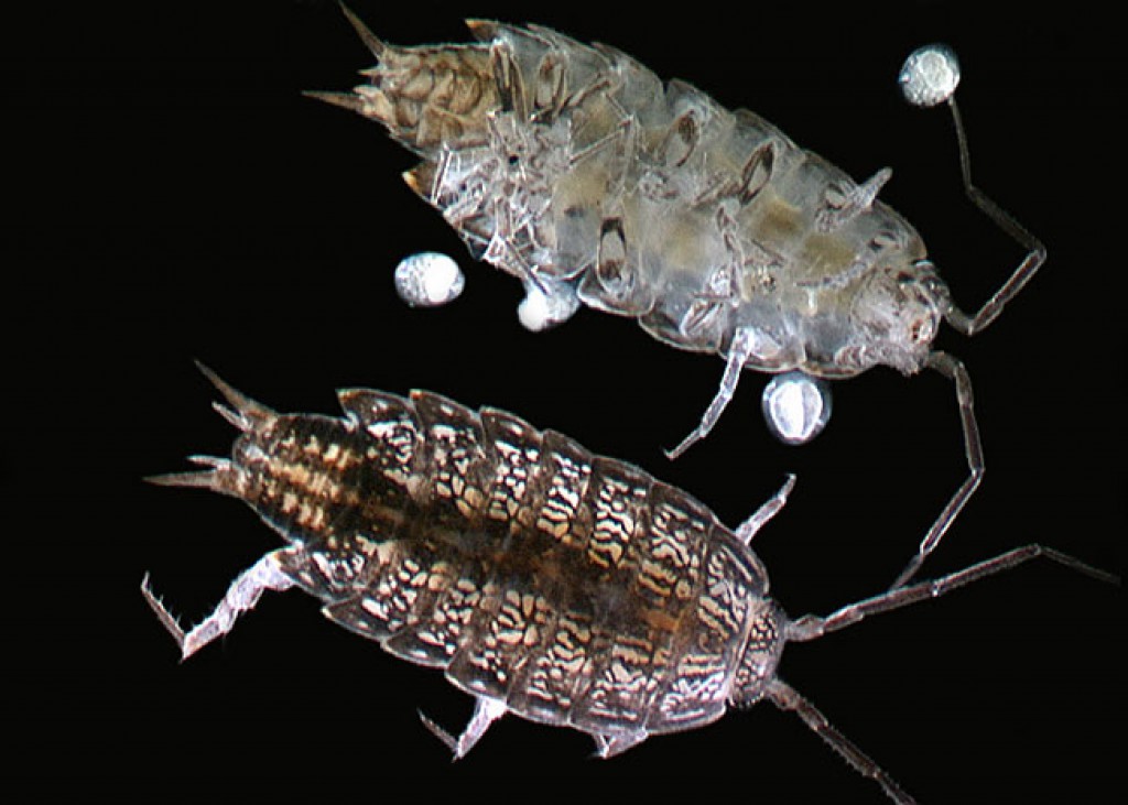 Aquatic Sowbug Larvae