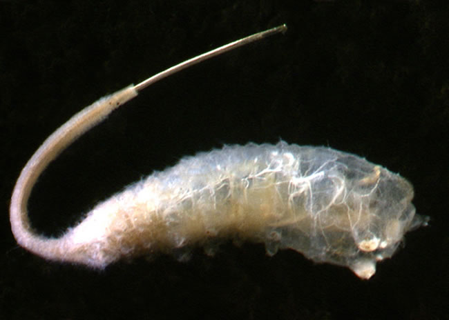 Aquatic Diptera Larvae