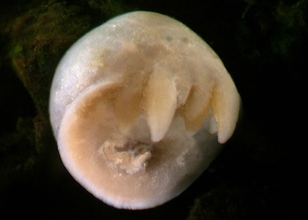 Temnocephalidae (Temnohaswellia) » Manaaki Whenua