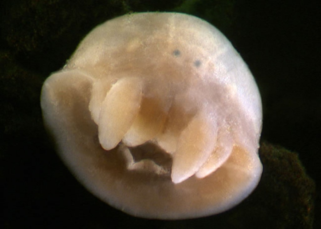 Temnocephalidae (Temnohaswellia) » Manaaki Whenua