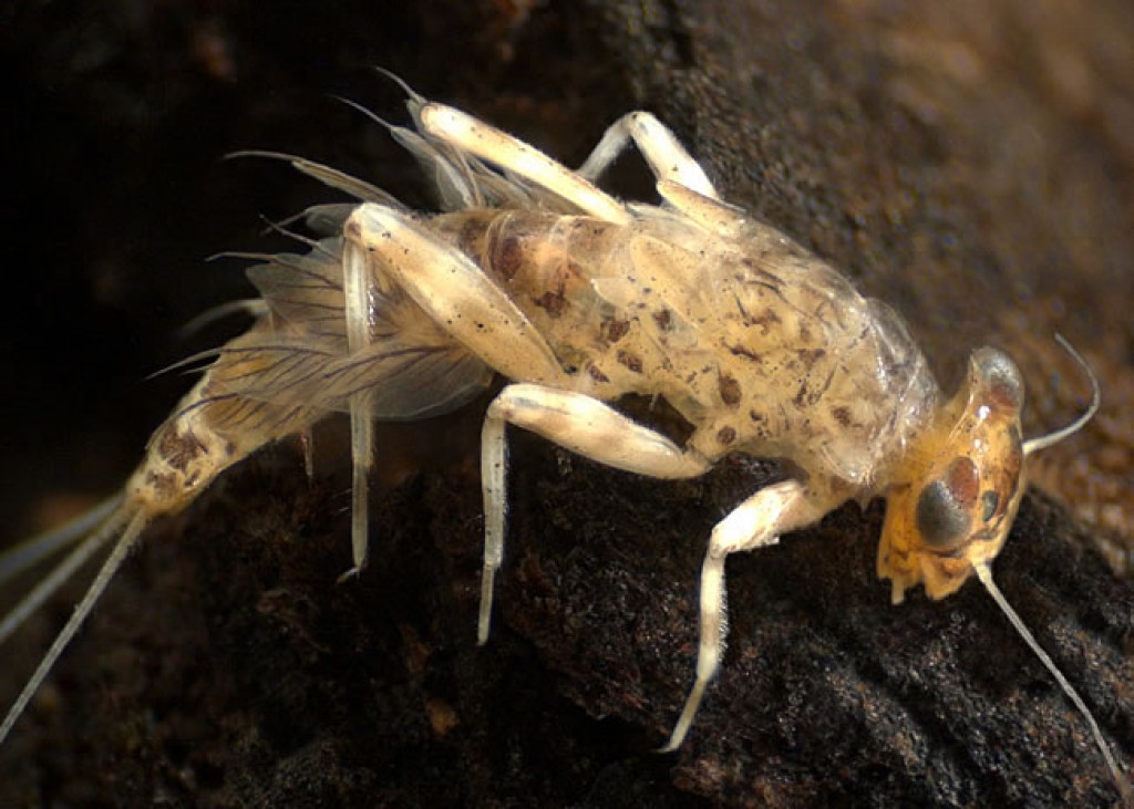 Double gill mayfly (Tepakia) » Manaaki Whenua