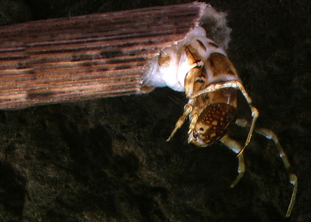 Stick caddis (Triplectides) » Manaaki Whenua