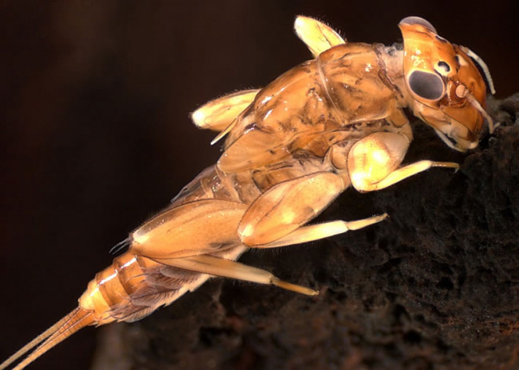 Double gill mayfly (Zephlebia) » Manaaki Whenua