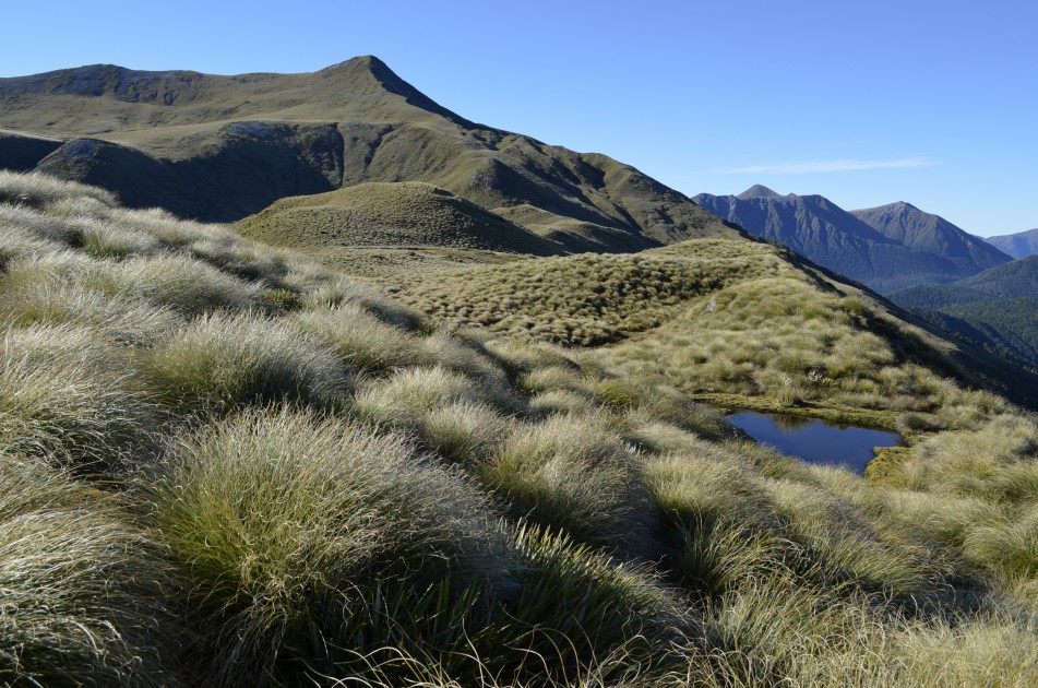Key to the grasses » Manaaki Whenua