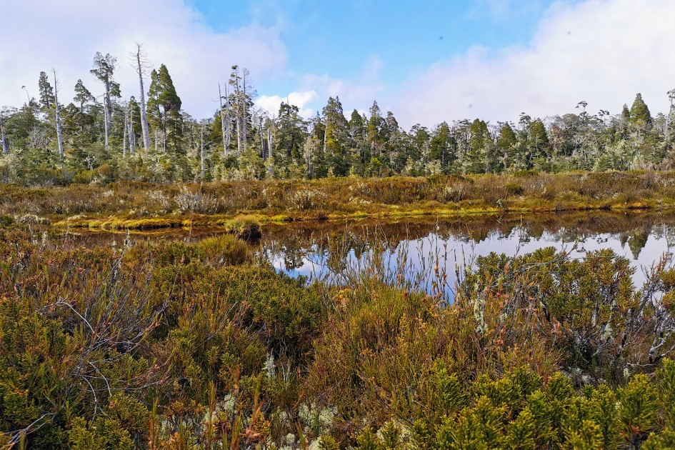 Key to wetland types of NZ » Manaaki Whenua