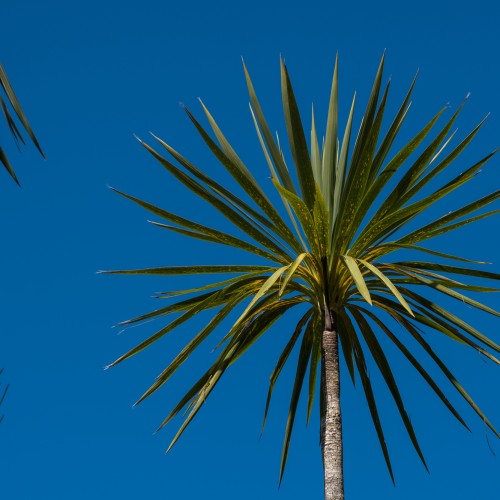 Tī Kōuka (cabbage tree) collection » Manaaki Whenua