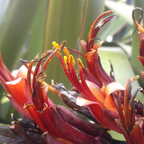 Atarau » Manaaki Whenua