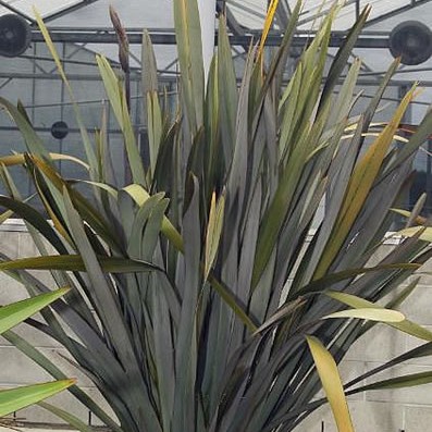 Atarau » Manaaki Whenua