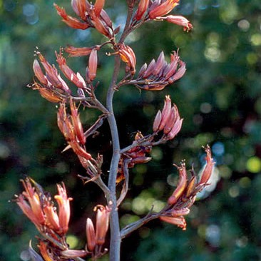 Opiki » Manaaki Whenua