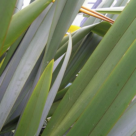 Opiki » Manaaki Whenua