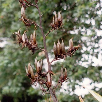 Opiki » Manaaki Whenua