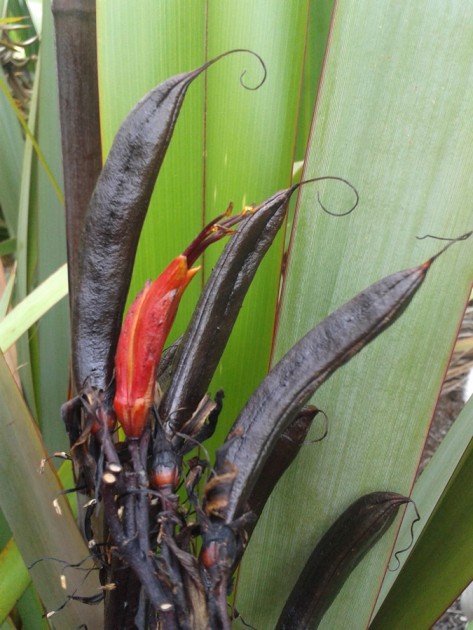 Pango » Manaaki Whenua