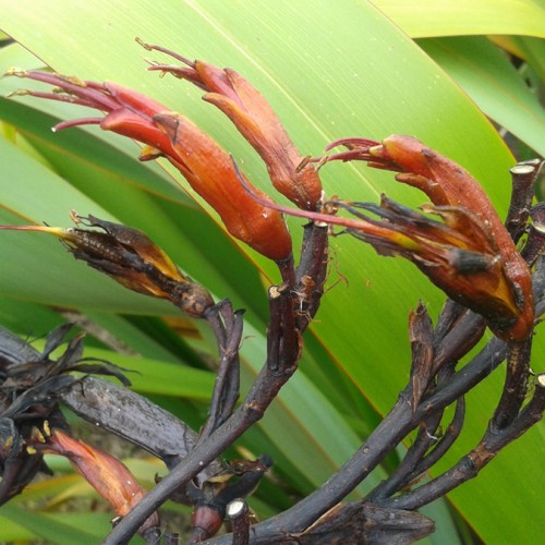 Paoa » Manaaki Whenua