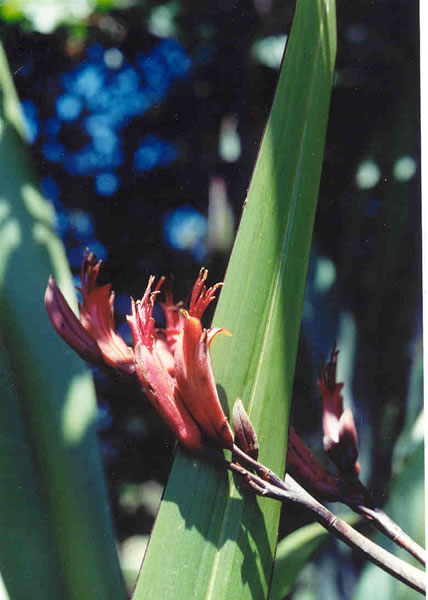 Potaka » Manaaki Whenua