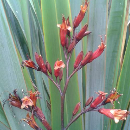 Ruahine » Manaaki Whenua