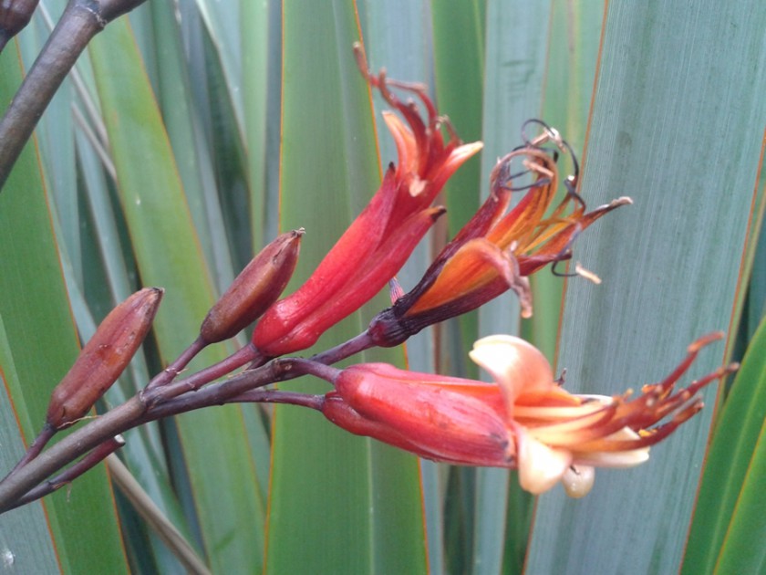 Ruahine » Manaaki Whenua