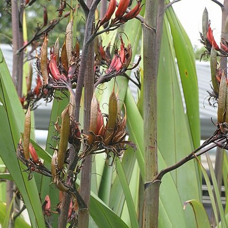 Ruawai » Manaaki Whenua