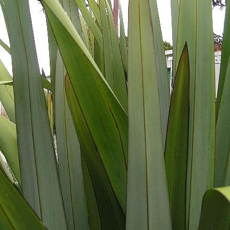 Ruawai » Manaaki Whenua