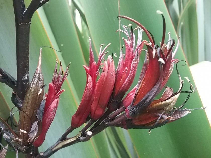 Tāne-ā-wai » Manaaki Whenua