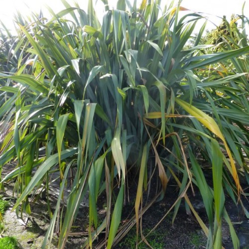 Tangi » Manaaki Whenua