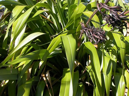 Wharariki (62) » Manaaki Whenua