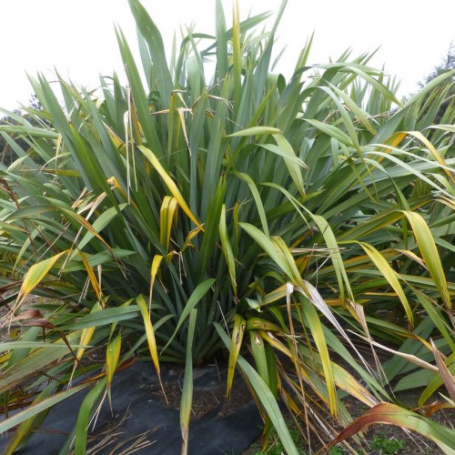 Manunu » Manaaki Whenua