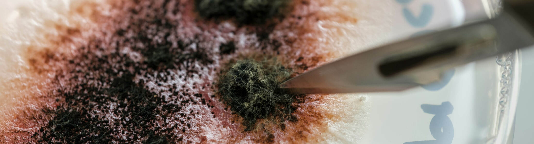 International Collection Of Microorganisms From Plants