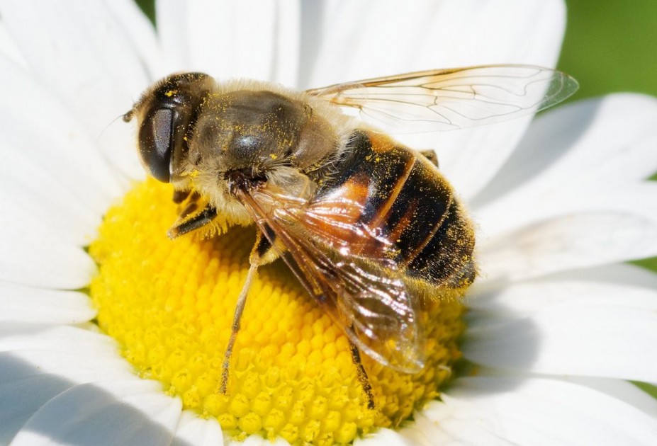 Alphabetical list by species » Manaaki Whenua