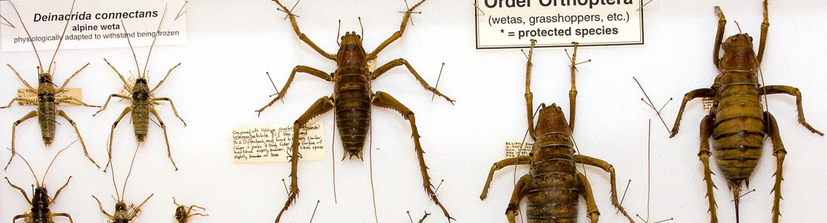 New Zealand Arthropod Collection – Ko te Aitanga Pepeke o Aotearoa ...