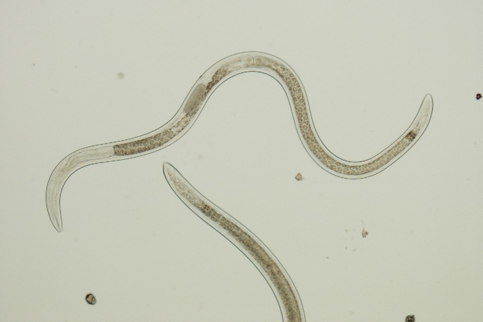 Nematode Parasites Insect