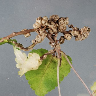 Houhere – Lacebark » Manaaki Whenua