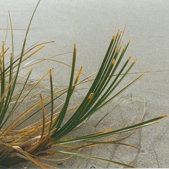 Pīngao » Manaaki Whenua