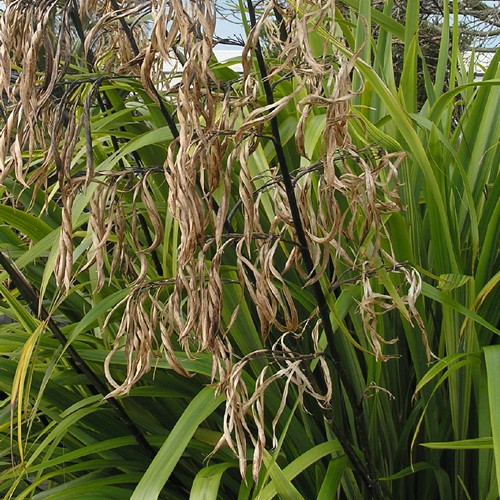 Harakeke and Wharariki » Manaaki Whenua