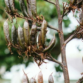Harakeke and Wharariki » Manaaki Whenua