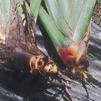 Harakeke and Wharariki » Manaaki Whenua