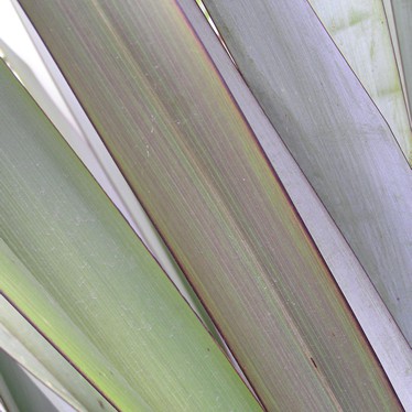 Harakeke and Wharariki » Manaaki Whenua