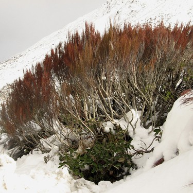 Neinei and Inanga » Manaaki Whenua