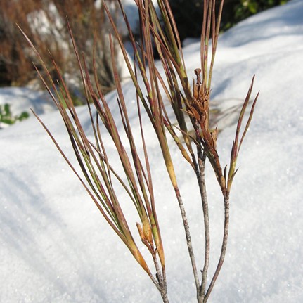 Neinei and Inanga » Manaaki Whenua