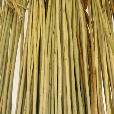 Kuta and Kāpūngāwhā » Manaaki Whenua