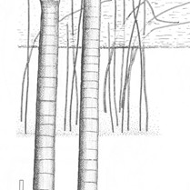 Kuta and Kāpūngāwhā » Manaaki Whenua