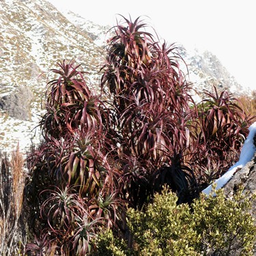 Neinei and Inanga » Manaaki Whenua