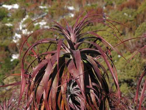 Neinei and Inanga » Manaaki Whenua