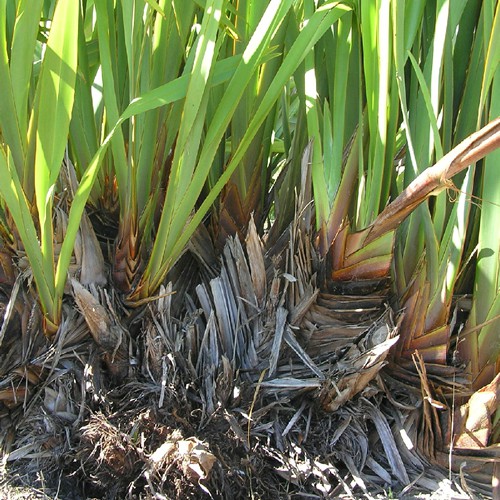 Harakeke and Wharariki » Manaaki Whenua