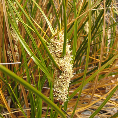 Pīngao » Manaaki Whenua