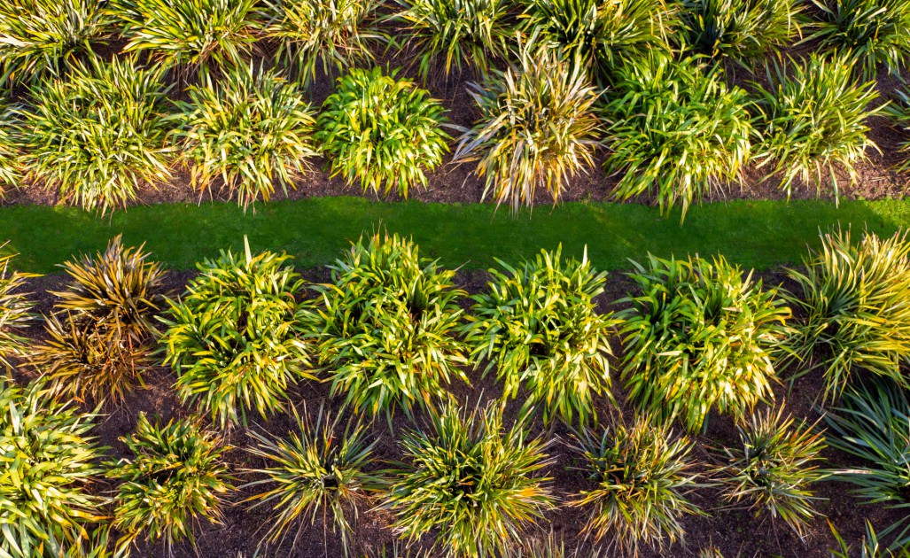 Te Kohinga Harakeke o Aotearoa – National New Zealand Flax Collection ...