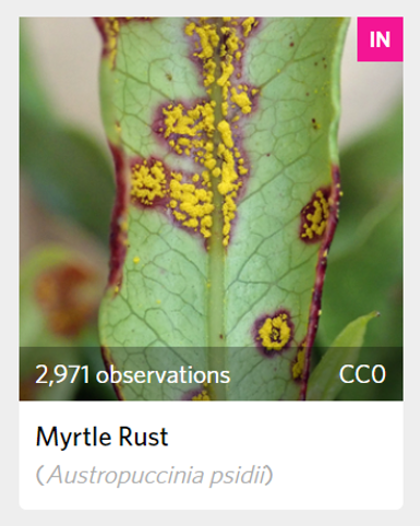 Myrtle rust placed second as most reported fungus on iNaturalist NZ ...