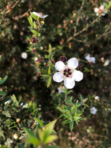 Dynamite discovery for myrtle rust research » Manaaki Whenua