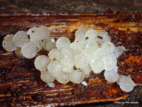 Veined slug » Manaaki Whenua